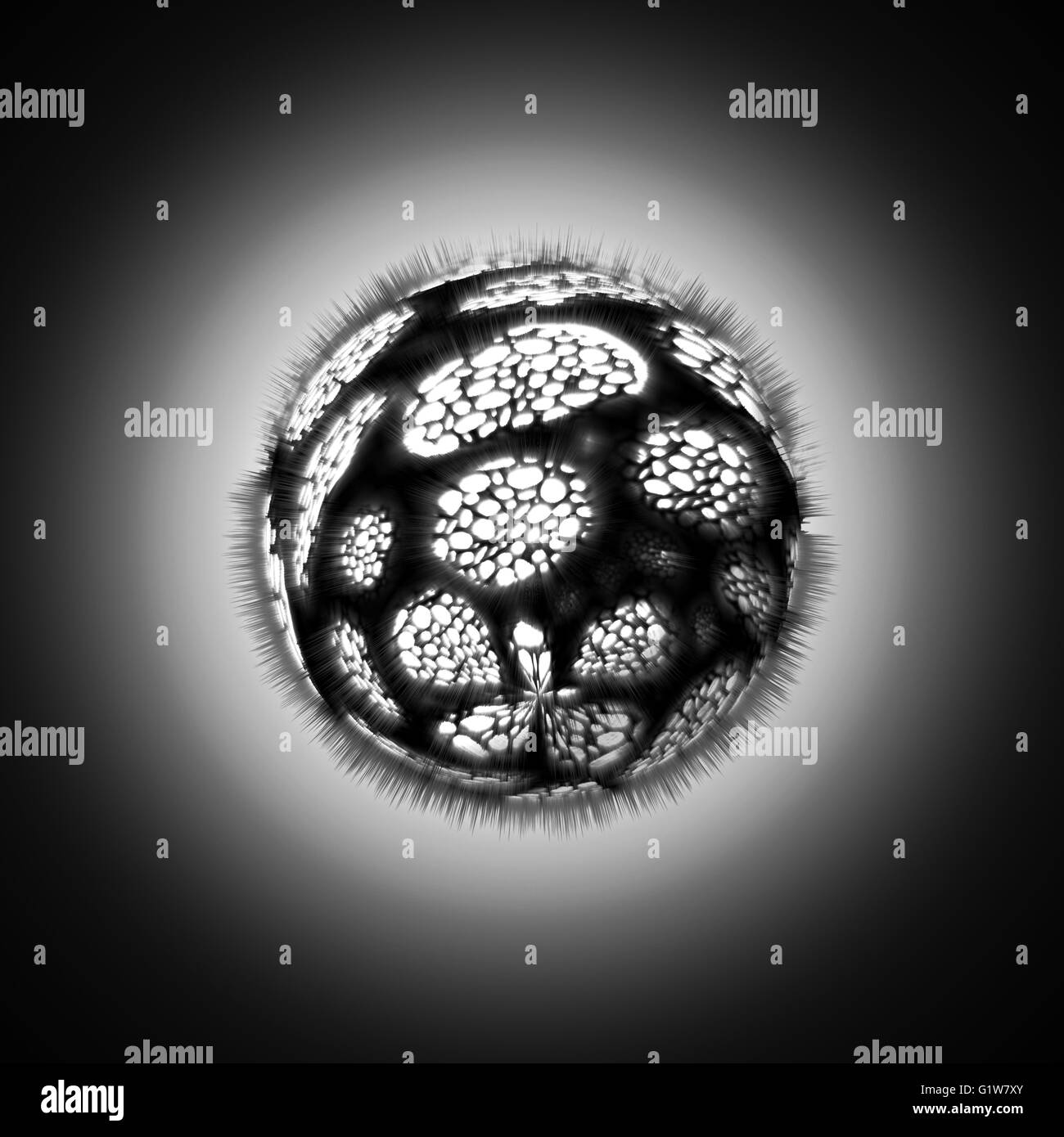 Globular Spore High Resolution Stock Photography and Images - Alamy