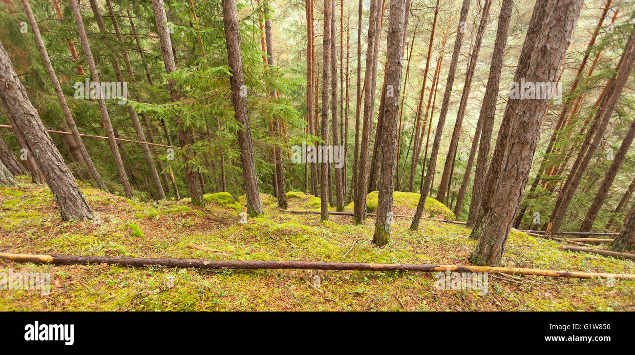 inside a typical forest of the Italian Alps Stock Photo - Alamy