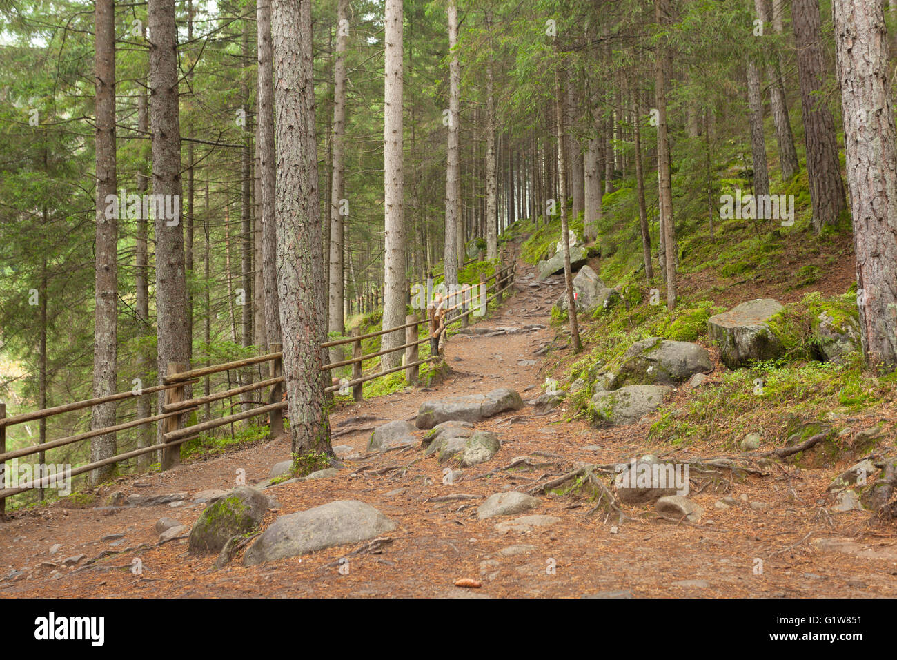 inside a typical forest of the Italian Alps a path brings you long the ...