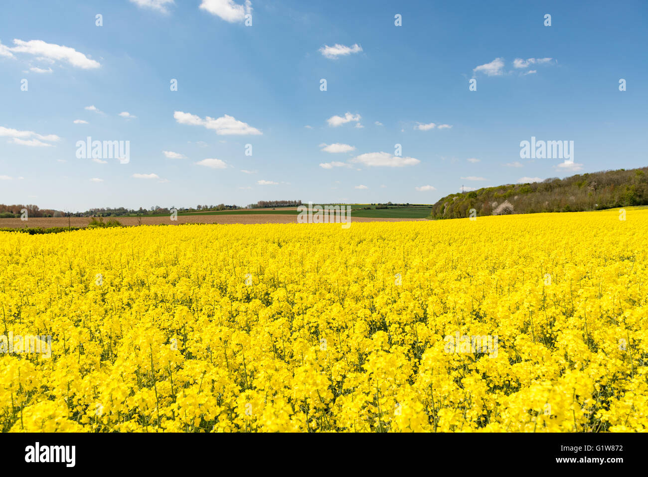 Raps field hi-res stock photography and images - Alamy