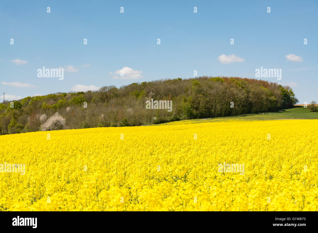 Raps field hi-res stock photography and images - Alamy