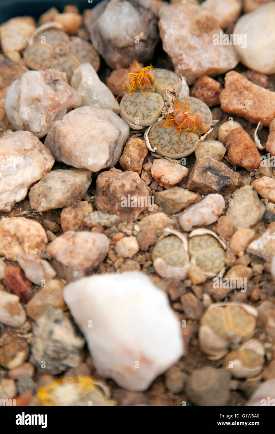Lithops plants hi-res stock photography and images - Alamy
