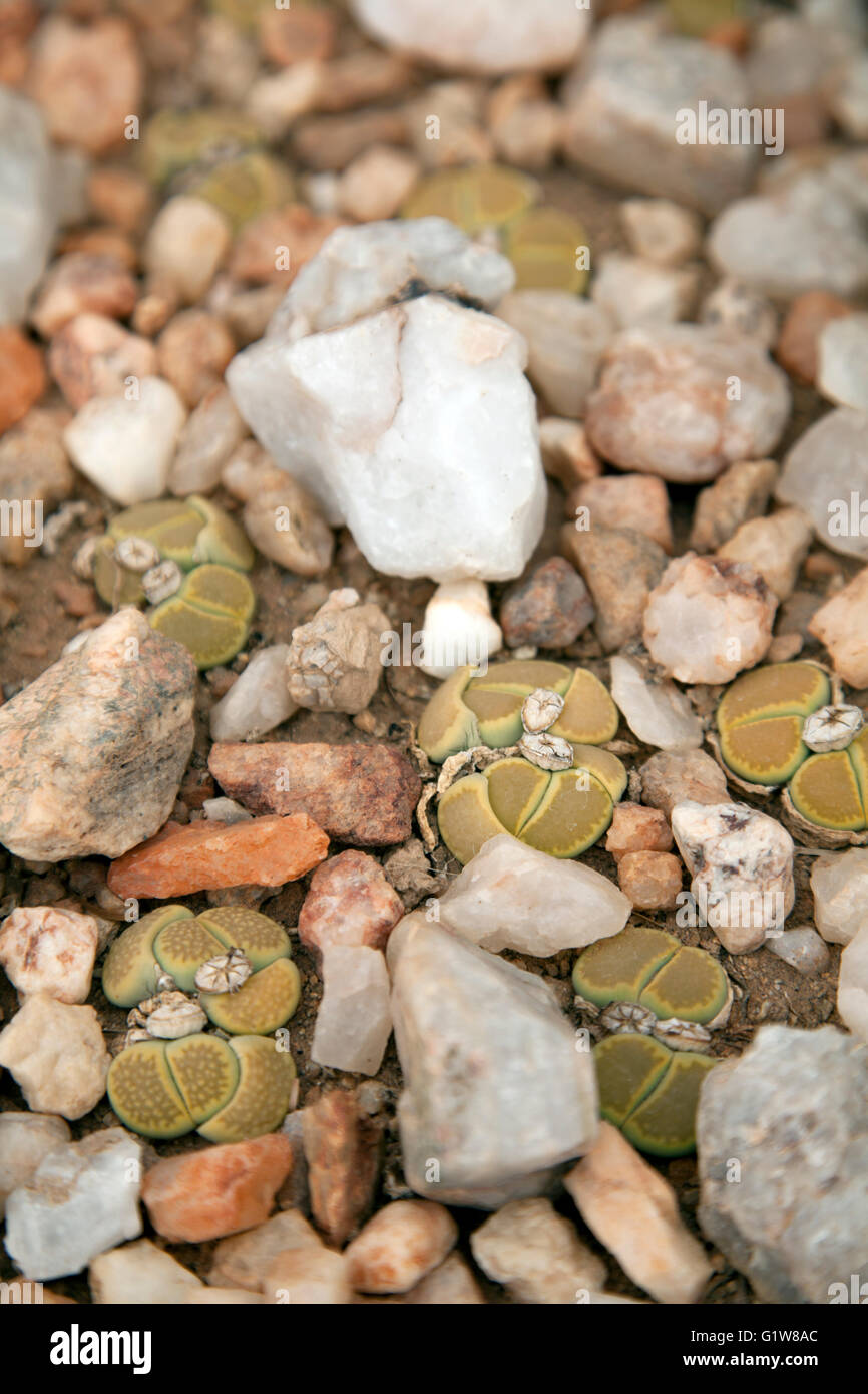 Lithops succulents hi-res stock photography and images - Alamy