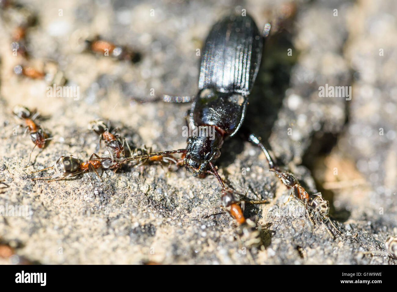 Colony Of Ants Dismember And Eating Beetle Closeup Stock Photo - Alamy