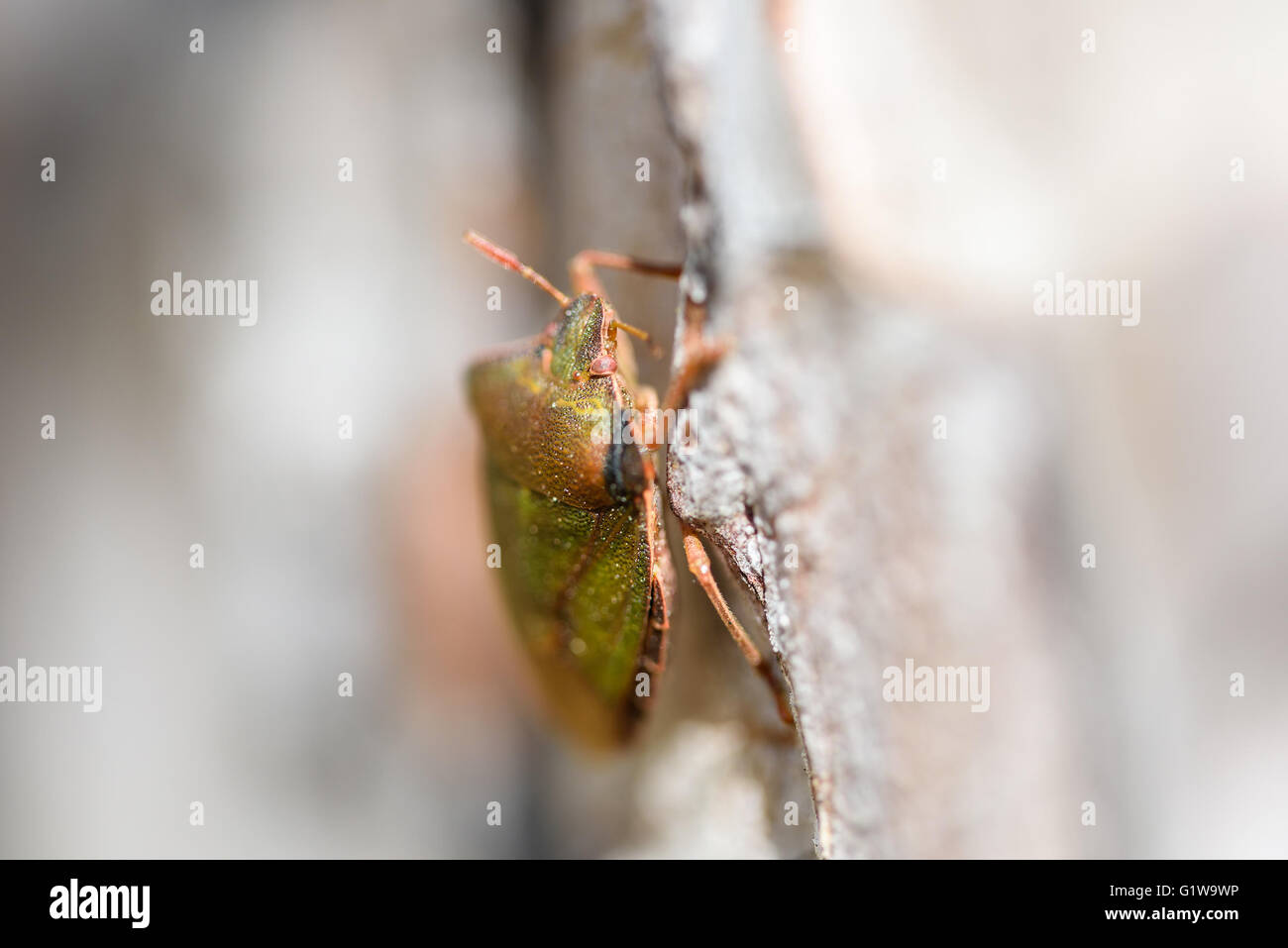 Stink or shield bug hi-res stock photography and images - Alamy