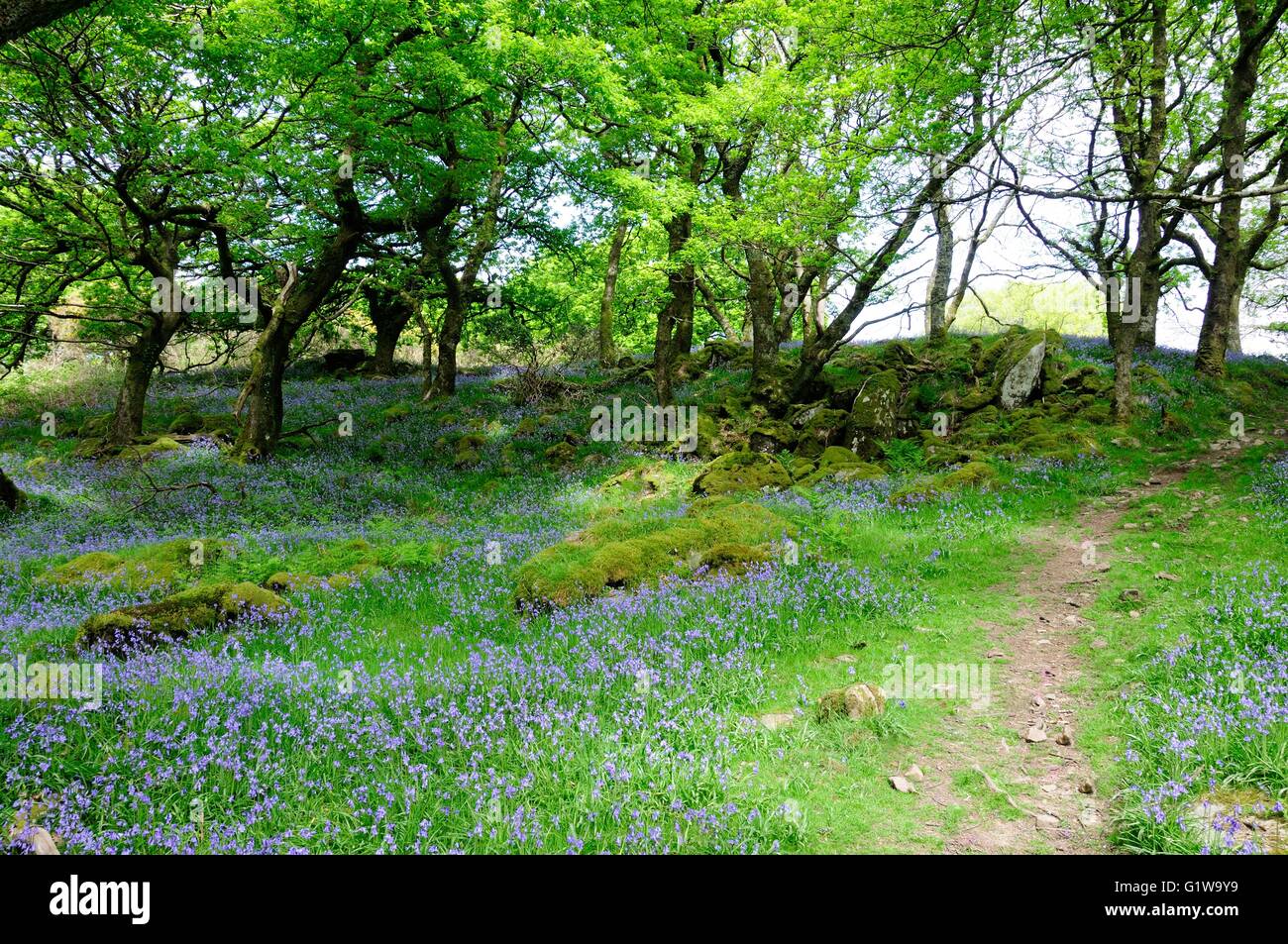 Bluebell walk through Coed Ty Canol Woods ancient Welsh oak woodlands ...