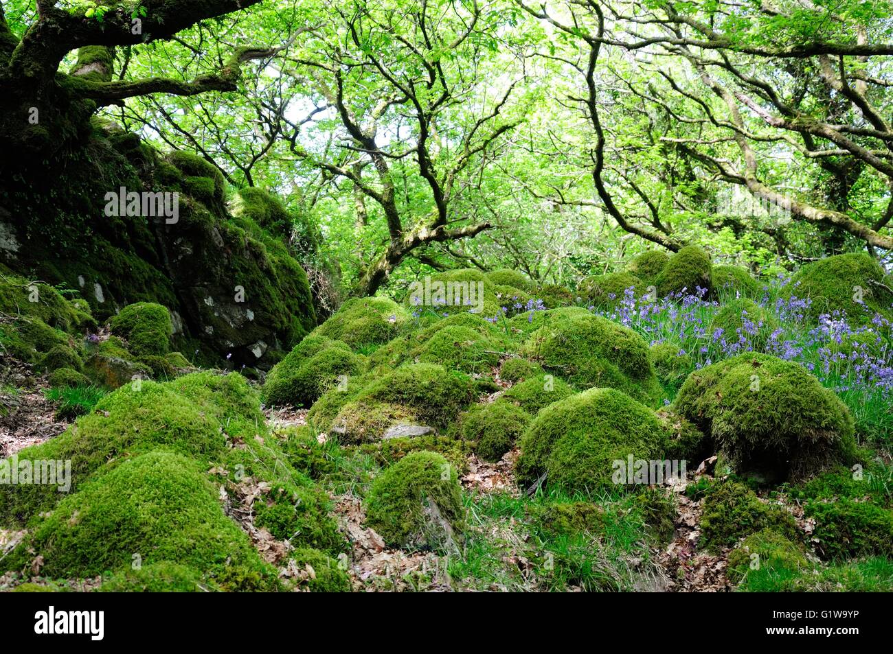 lichen and moss covered rocks rocky outcrops Ty Canol Woods ancient ...
