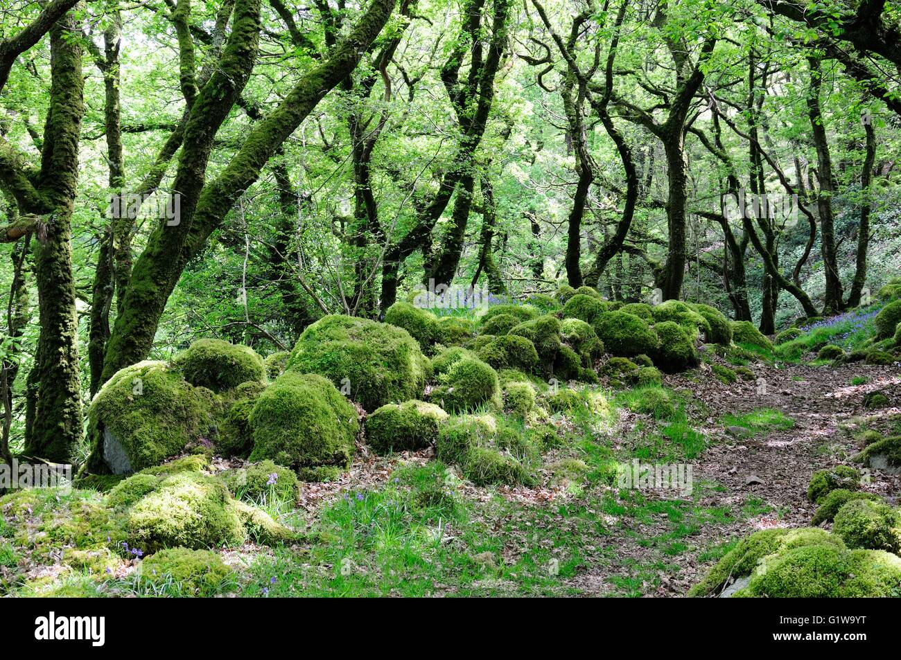 lichen and moss covered rocks rocky outcrops Ty Canol Woods ancient ...