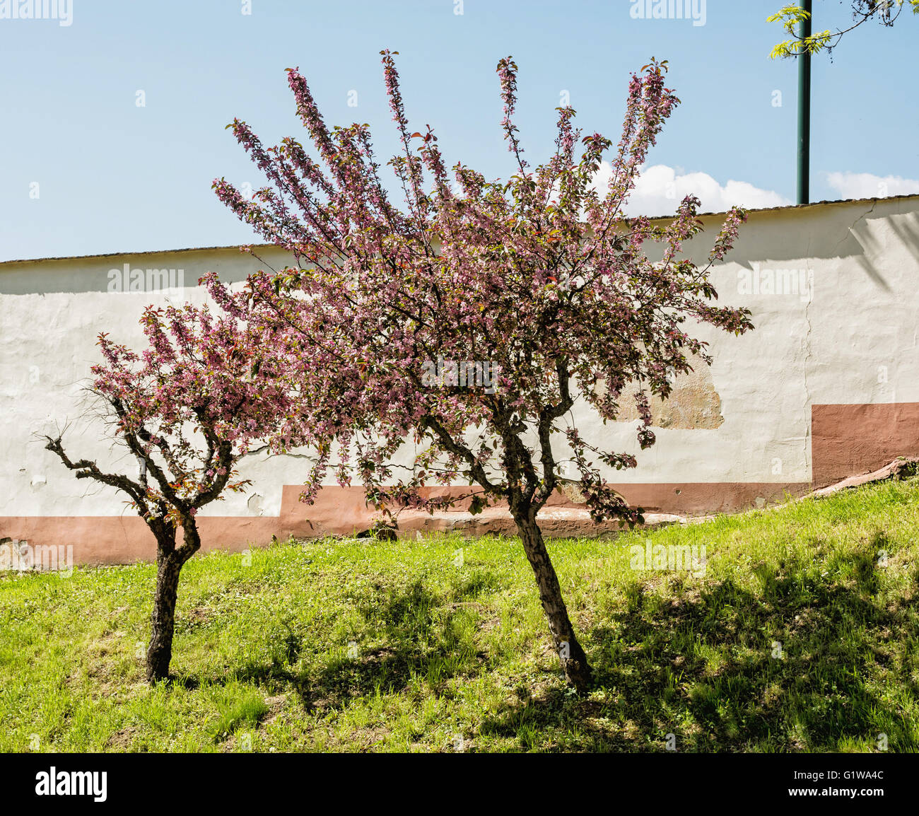 Sakura trees hi-res stock photography and images - Alamy