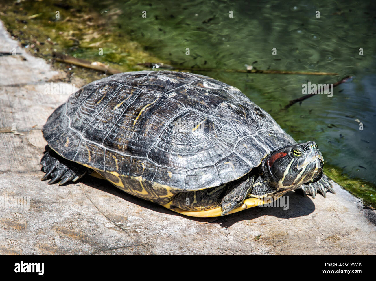 Red-eared slider - Trachemys scripta elegans - basking on the stone ...