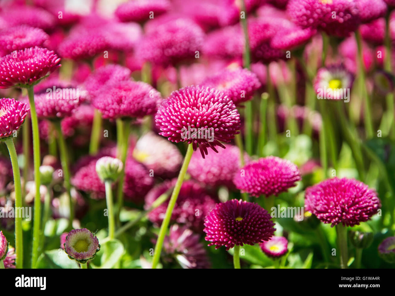 Pink English daisies - Bellis perennis - in spring park. Detailed ...
