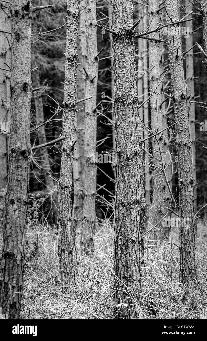 Tall straight tree trunks growing close together in forest Stock Photo ...