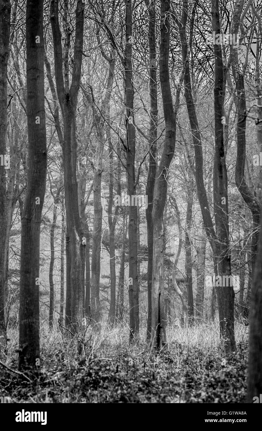 Tall straight tree Black and White Stock Photos & Images - Alamy