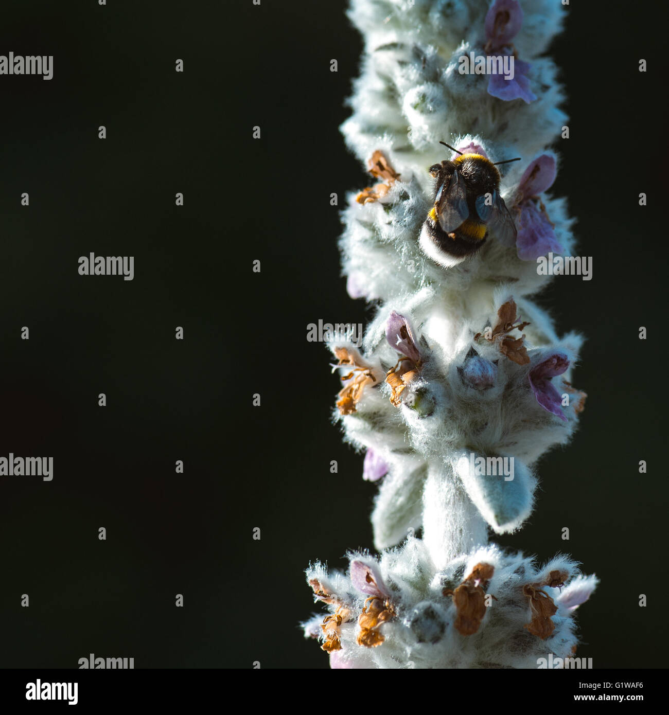 Closeup shot fluffy bumblebee hi-res stock photography and images - Alamy