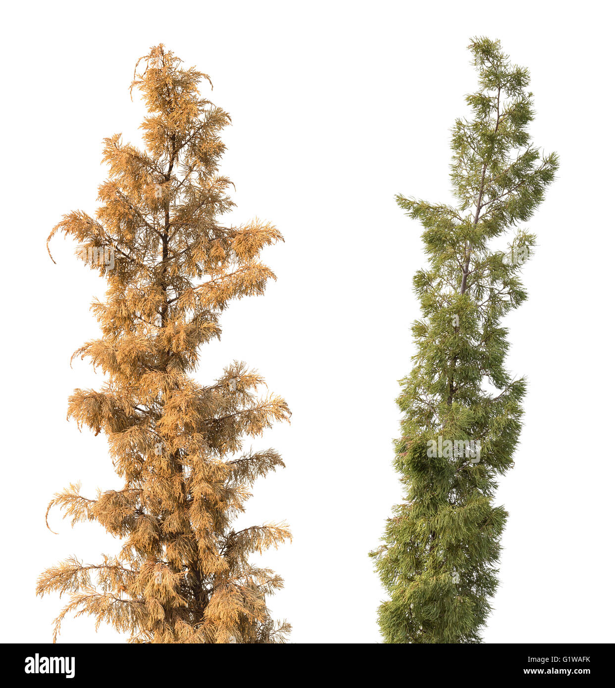 dry and green pine tree isolated on white background with clipping path ...