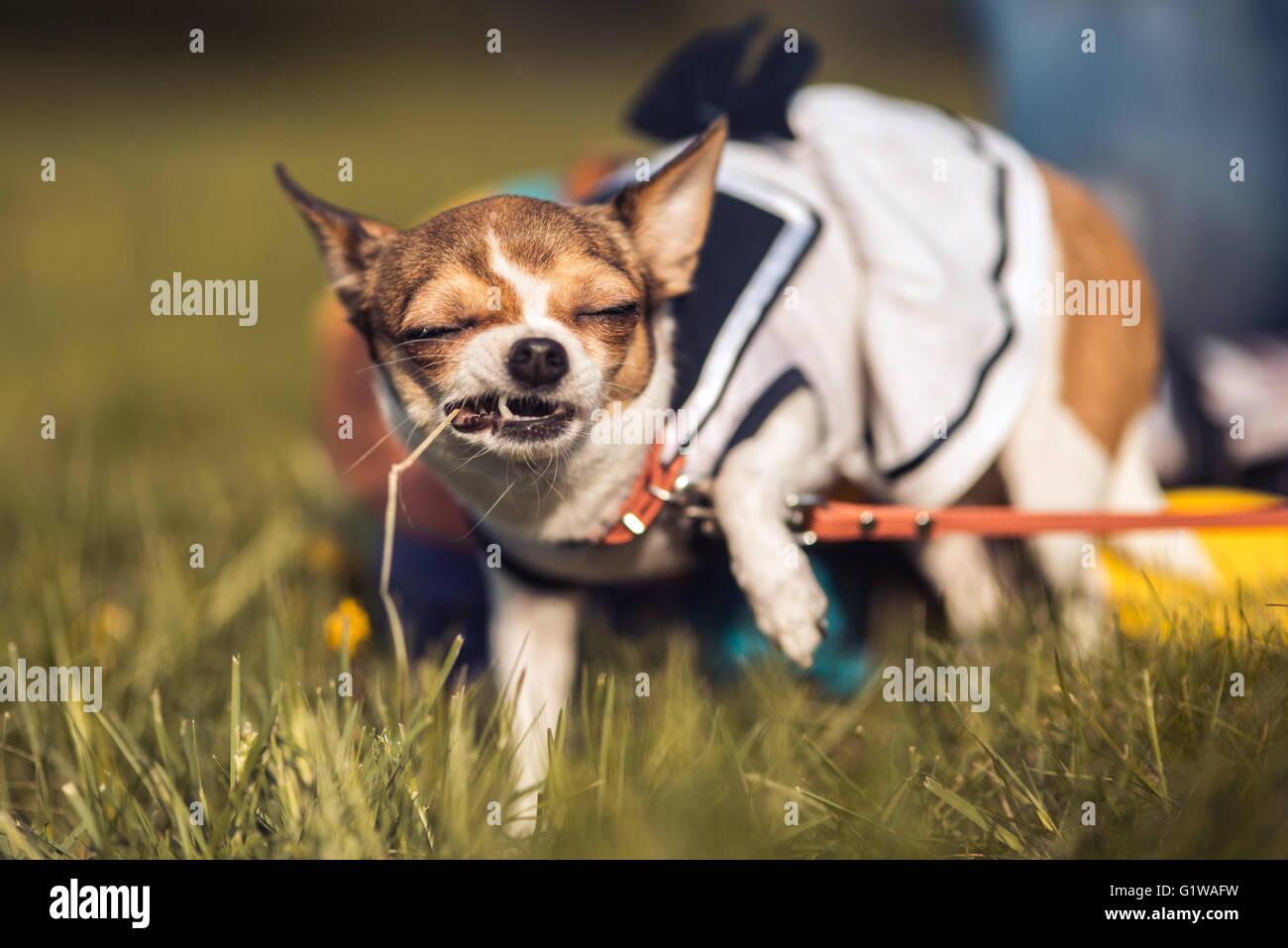 Funny chihuahua hi-res stock photography and images - Alamy