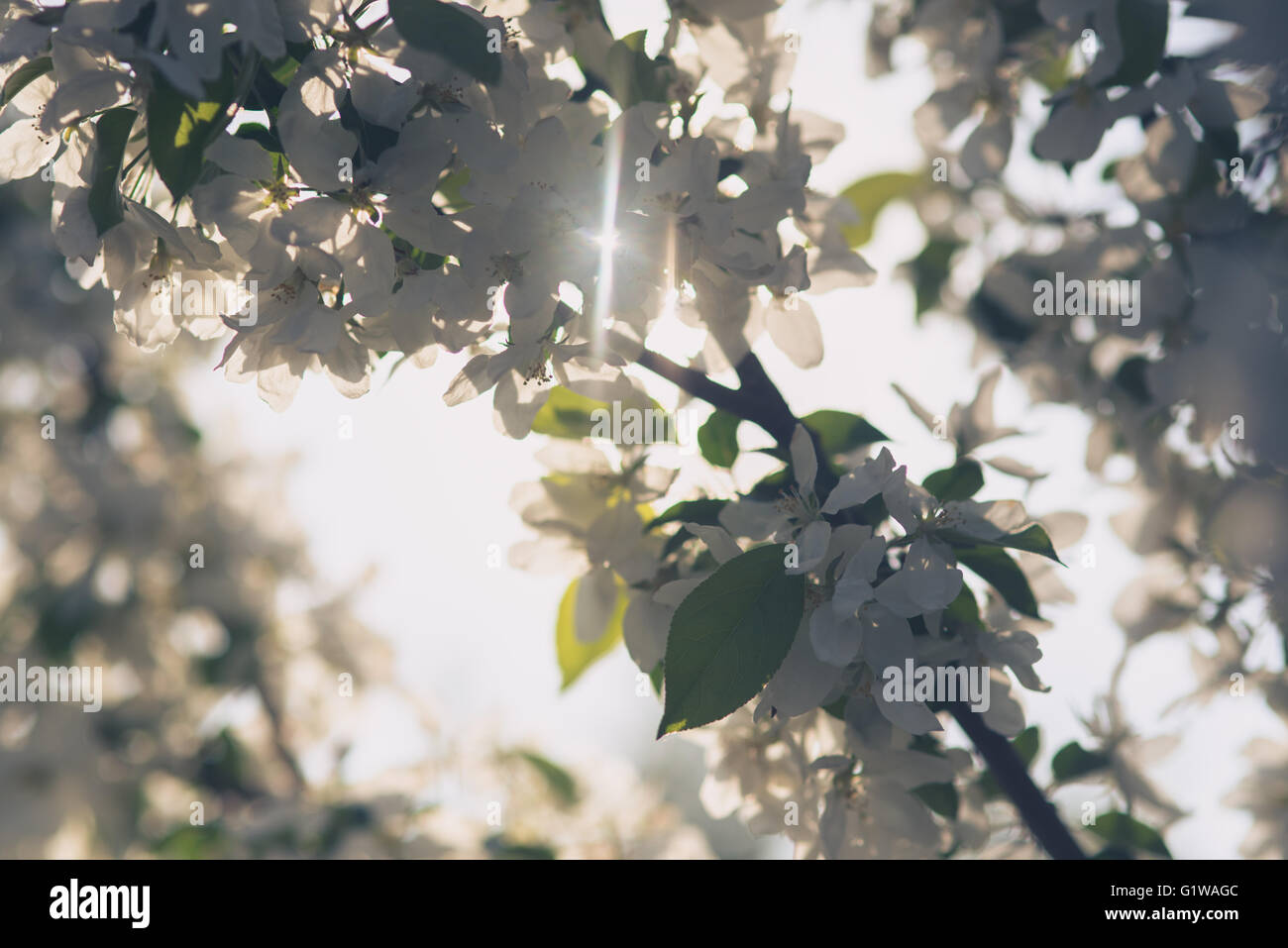 apple tree flower blossom in garden with sun rays and bokeh Stock Photo ...