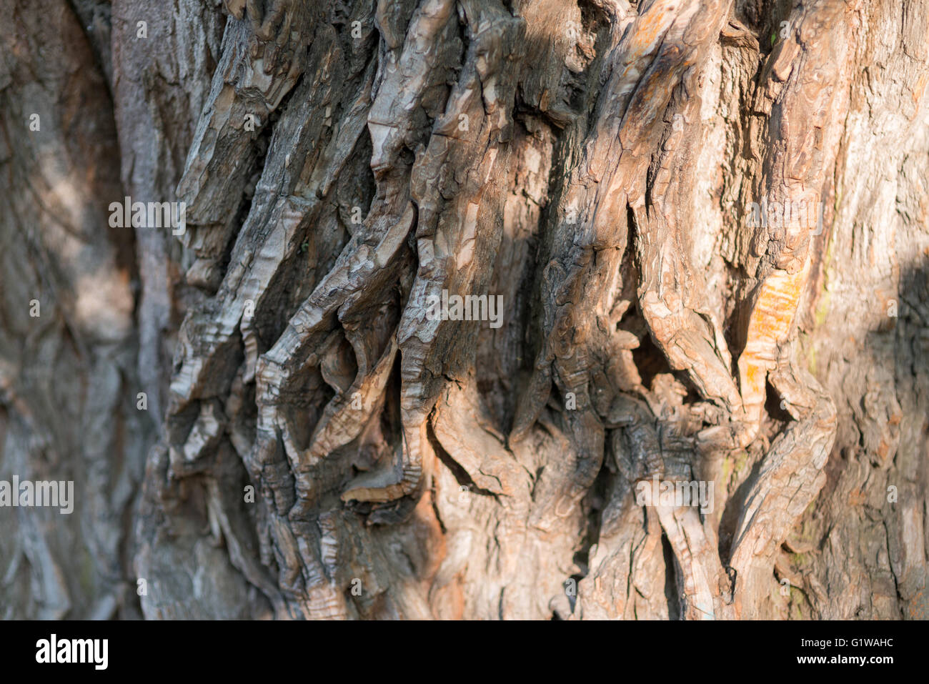 Seamless tileable wood texture hi-res stock photography and images - Alamy