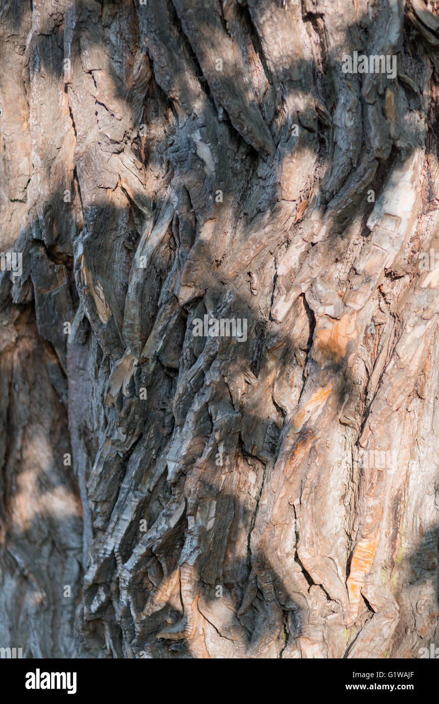 Old Wood Tree Texture Background Pattern. Vertical image Stock Photo ...