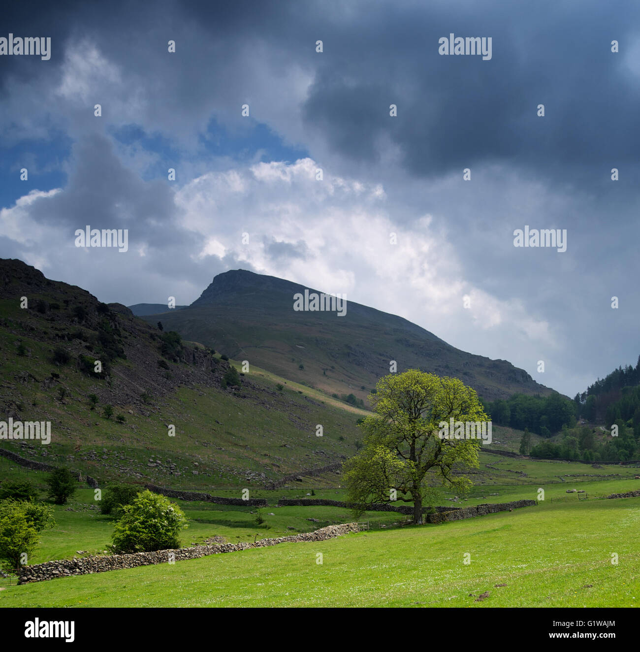 Summer meadow in the Lake District National Park Cumbria UK Stock Photo ...
