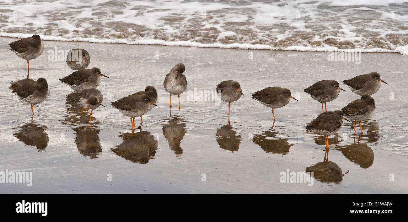 Group of Red knots (Calidris canutus) at water's edge of river Tyne, UK ...