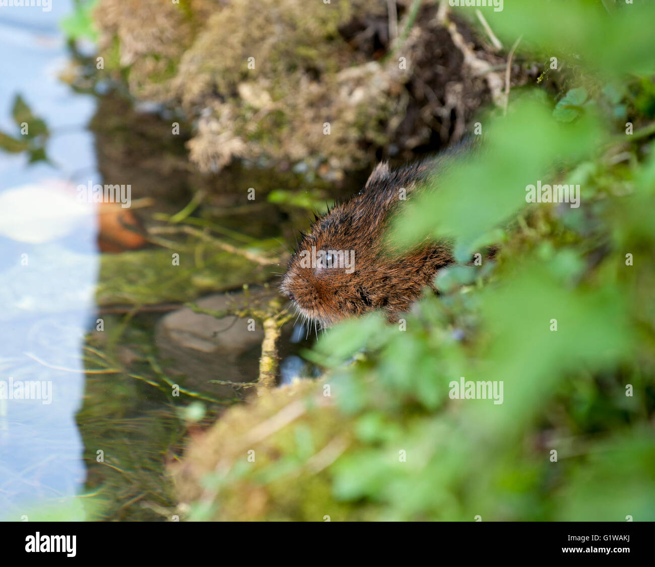 Water vole Arvicola amphibius at the entrance to its burrow Stock Photo ...