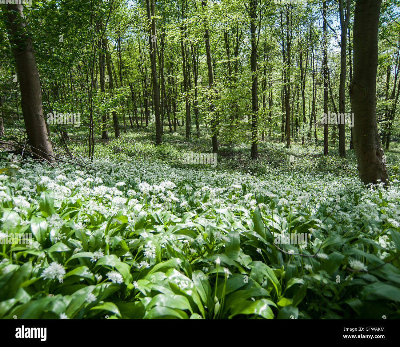 Woodland covered in wild garlic hi-res stock photography and images - Alamy