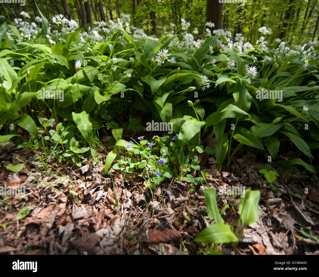 Wild garlic (Allium ursinum) in spring woodland Stock Photo - Alamy