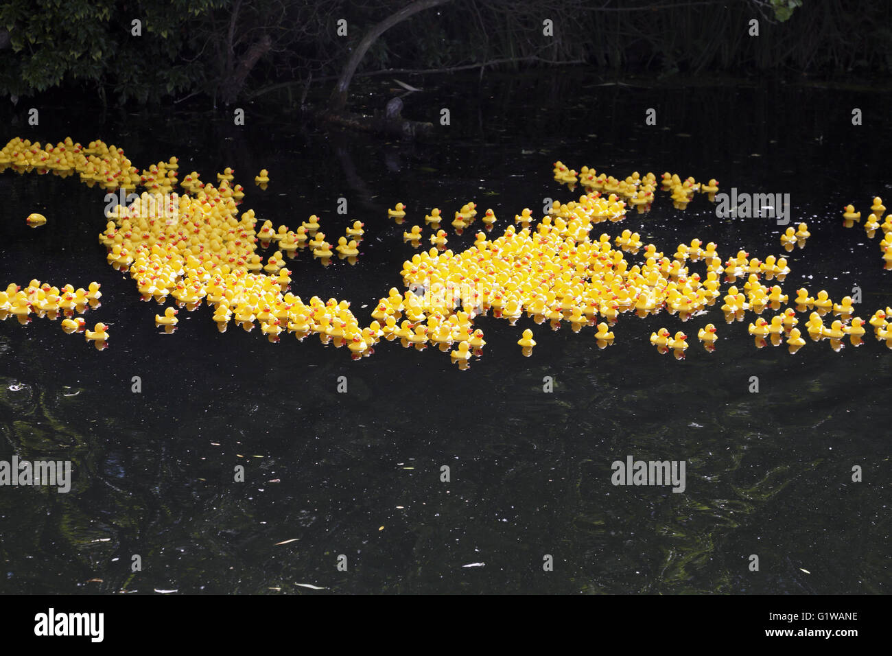 Plastic duck race hi-res stock photography and images - Alamy