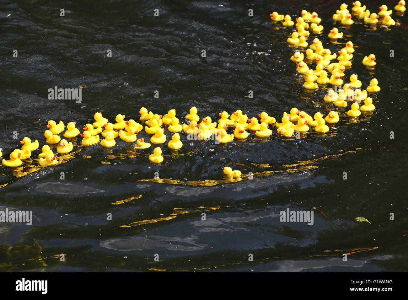 Plastic Duck Race Stock Photos & Plastic Duck Race Stock Images - Alamy
