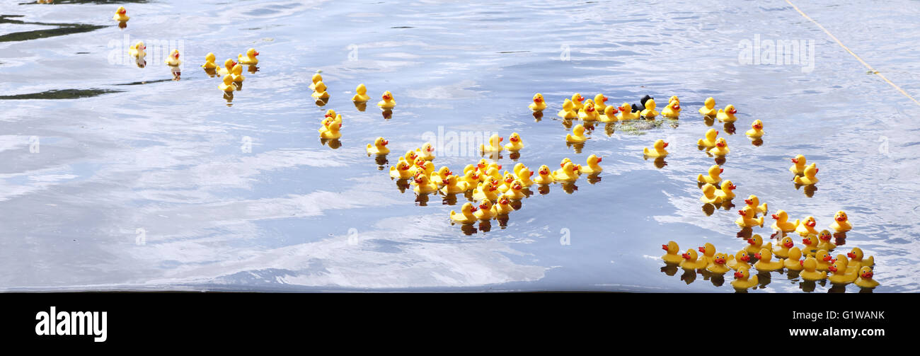 Plastic duck race hi-res stock photography and images - Alamy