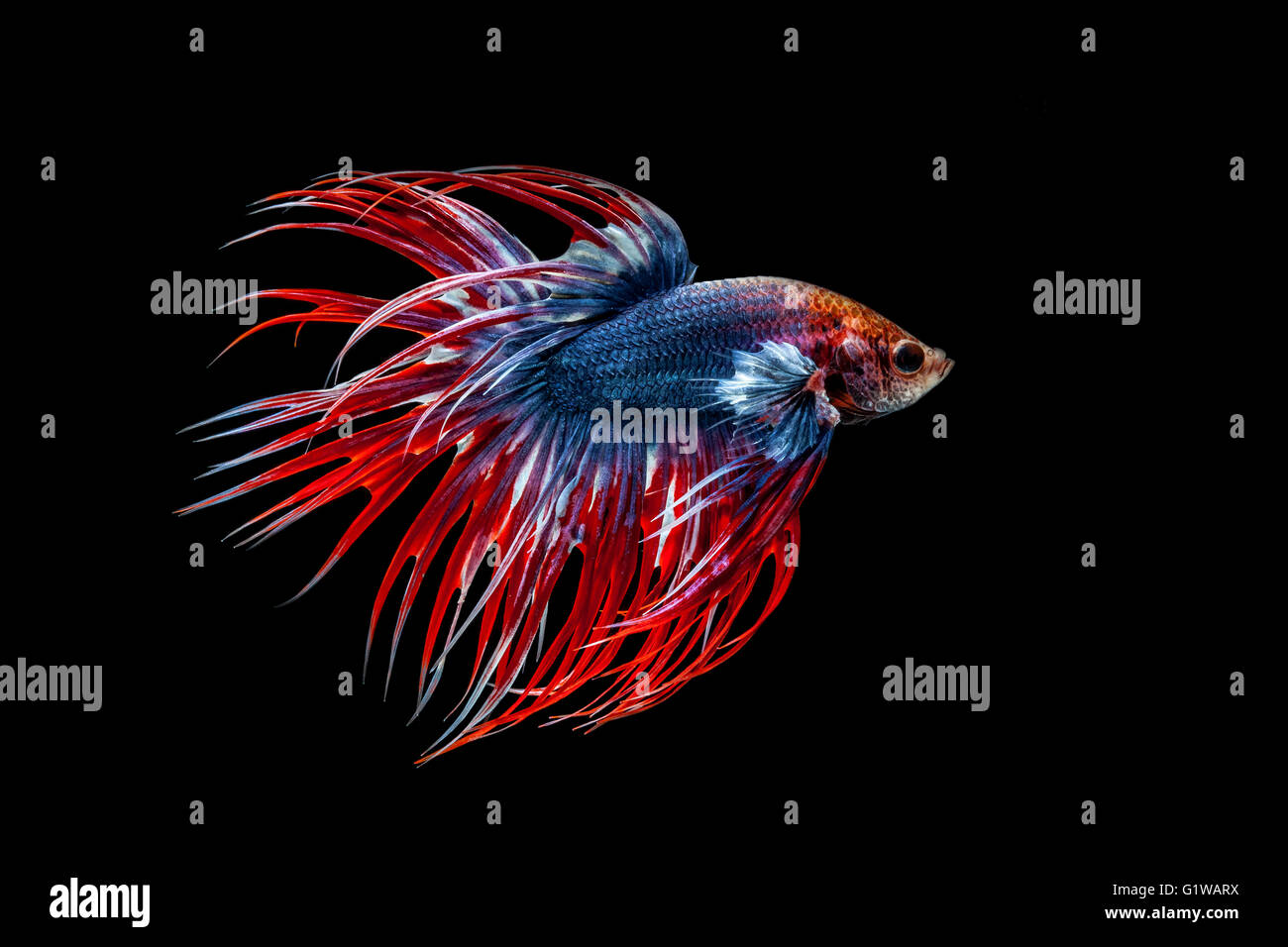 Black fish pet hi-res stock photography and images - Alamy