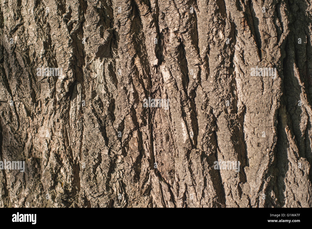 Old Wood Tree bark Texture Background Pattern. horizontal image Stock ...