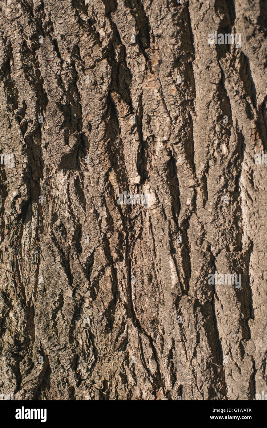 Seamless tree bark wood texture hi-res stock photography and images - Alamy