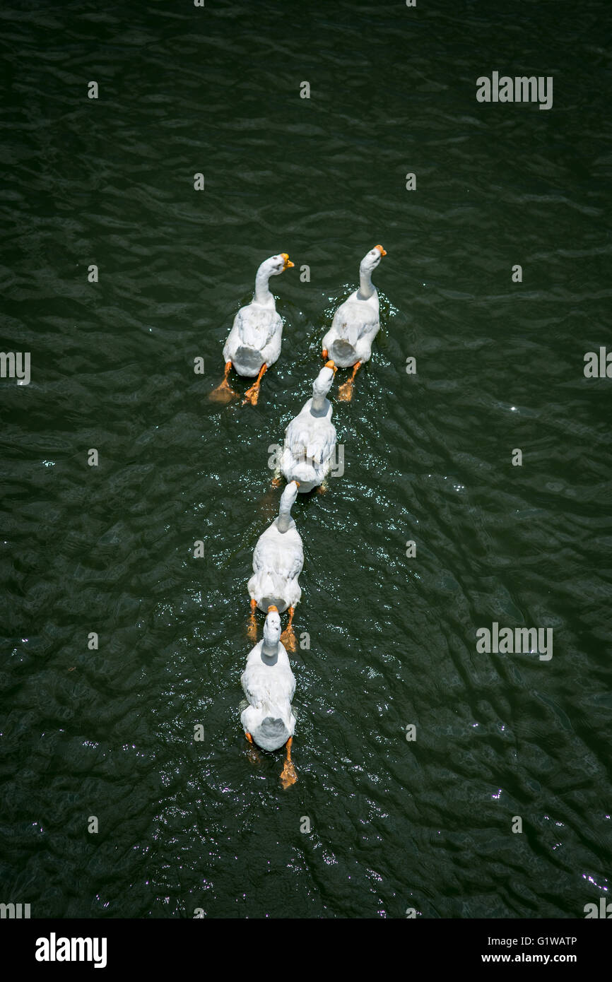 White Goose swimming Stock Photo - Alamy