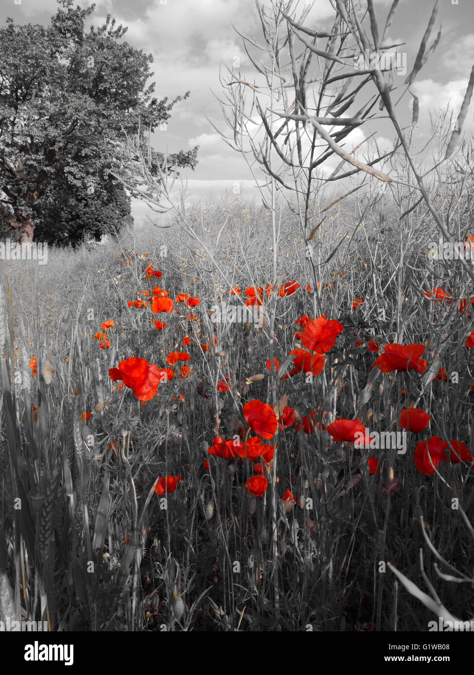 Red poppy and grey tree in a field Stock Photo - Alamy