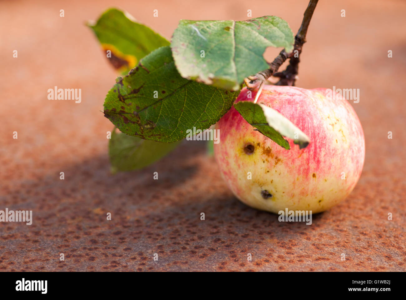 wormy apple with leaves on the rusty sheet. Copyspace Stock Photo - Alamy