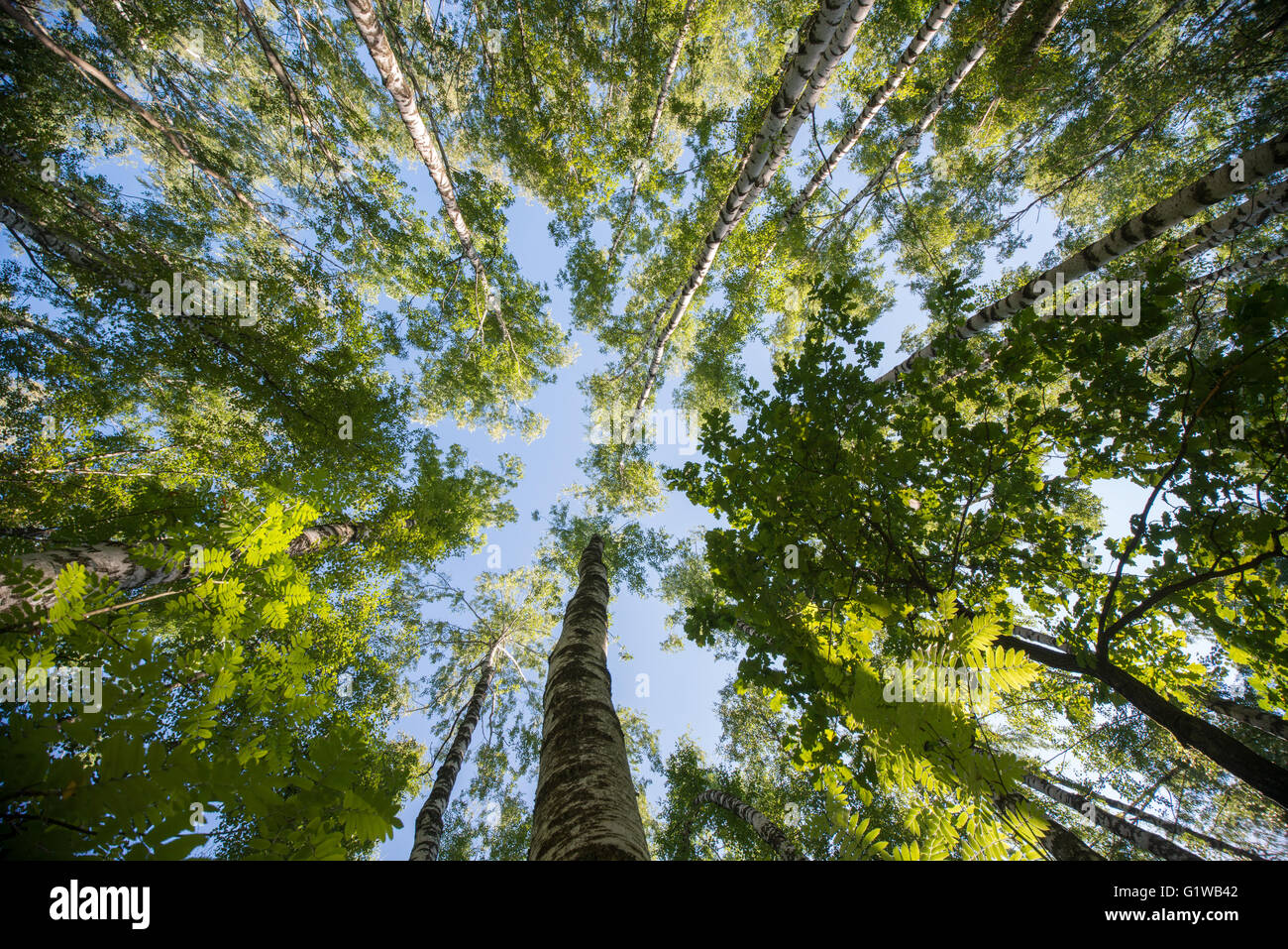 Looking up in Forest - Green Tree branches nature abstract background ...