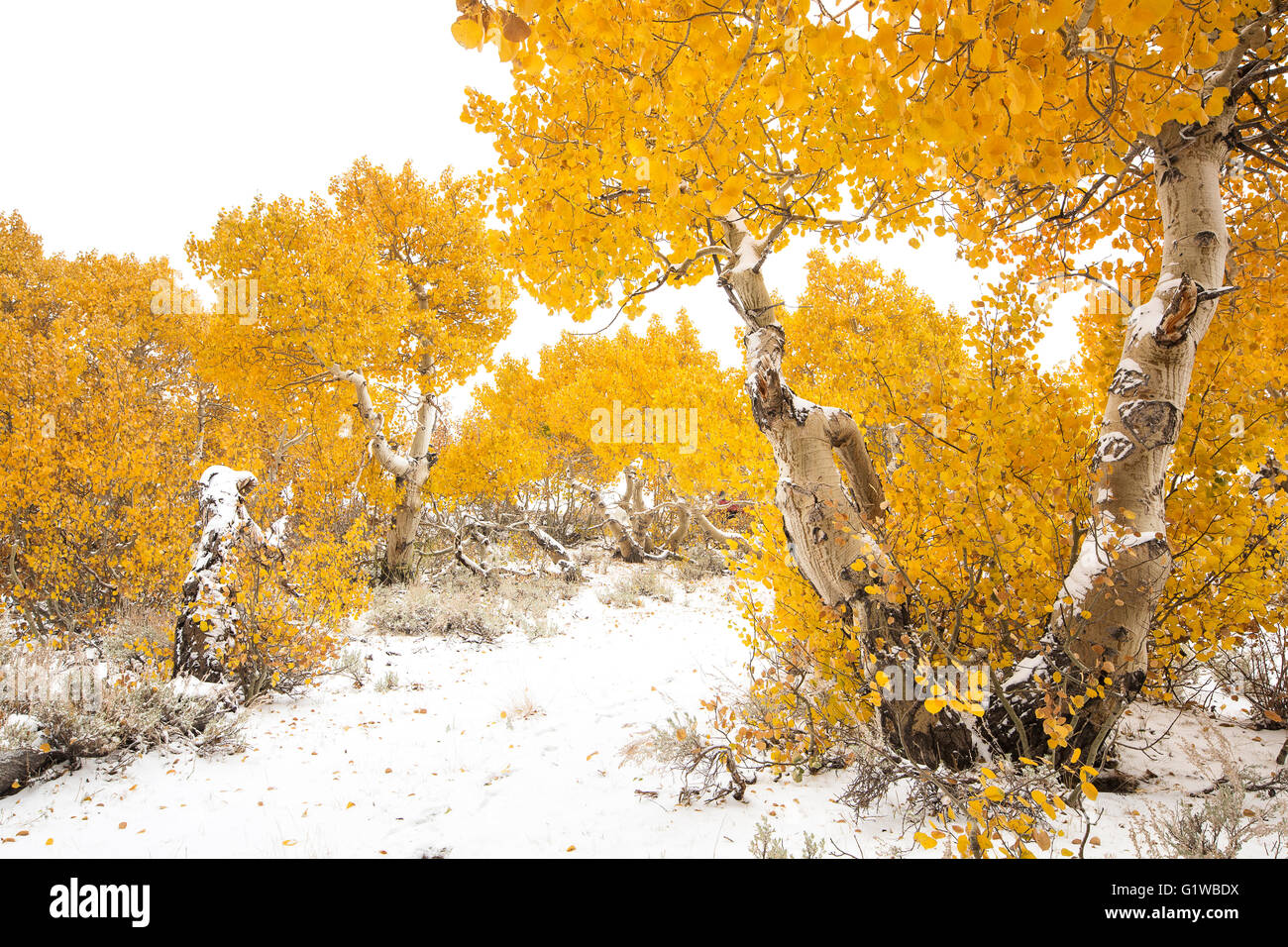 An early snowfall coats bright autumn Aspen trees in the Bodie Hills ...