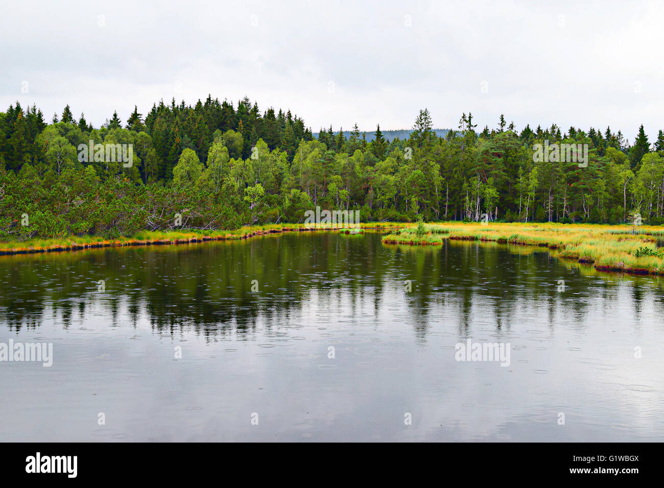 Sumava national rain forest hi-res stock photography and images - Alamy