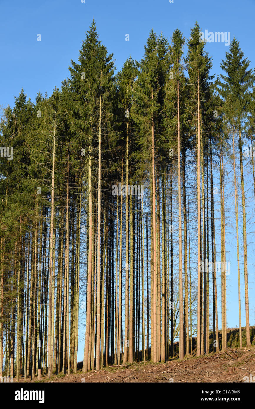 Harvestable trees on a pine plantations in the Belgian Ardennes Stock ...