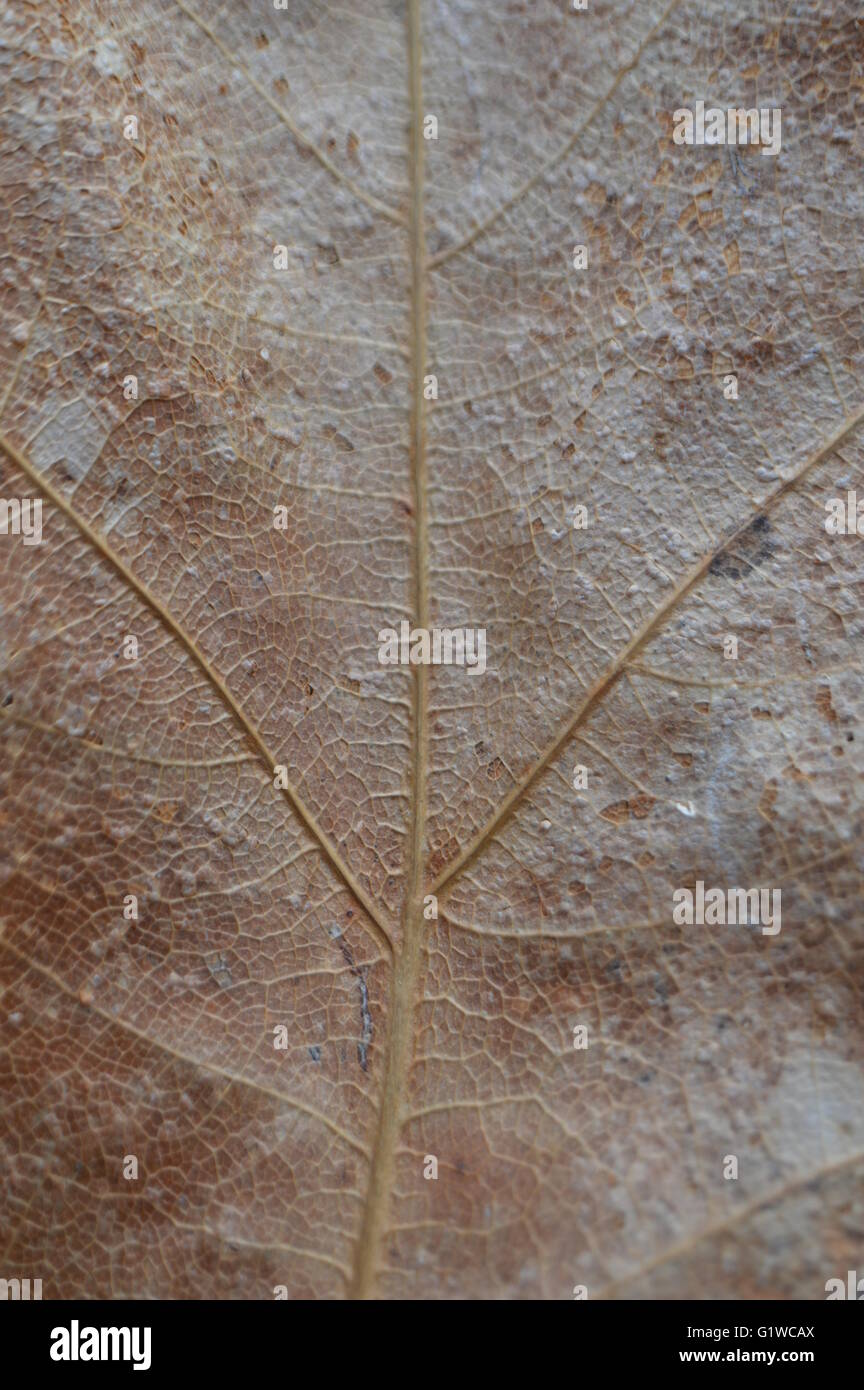 Macro shot maple leaf hi-res stock photography and images - Alamy