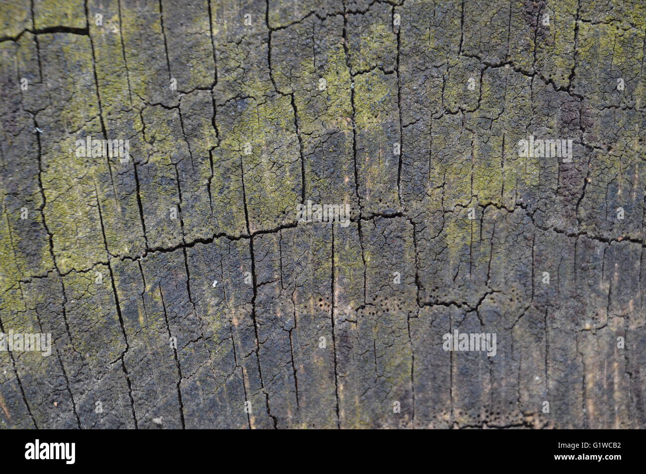 Stump with green moss hi-res stock photography and images - Alamy