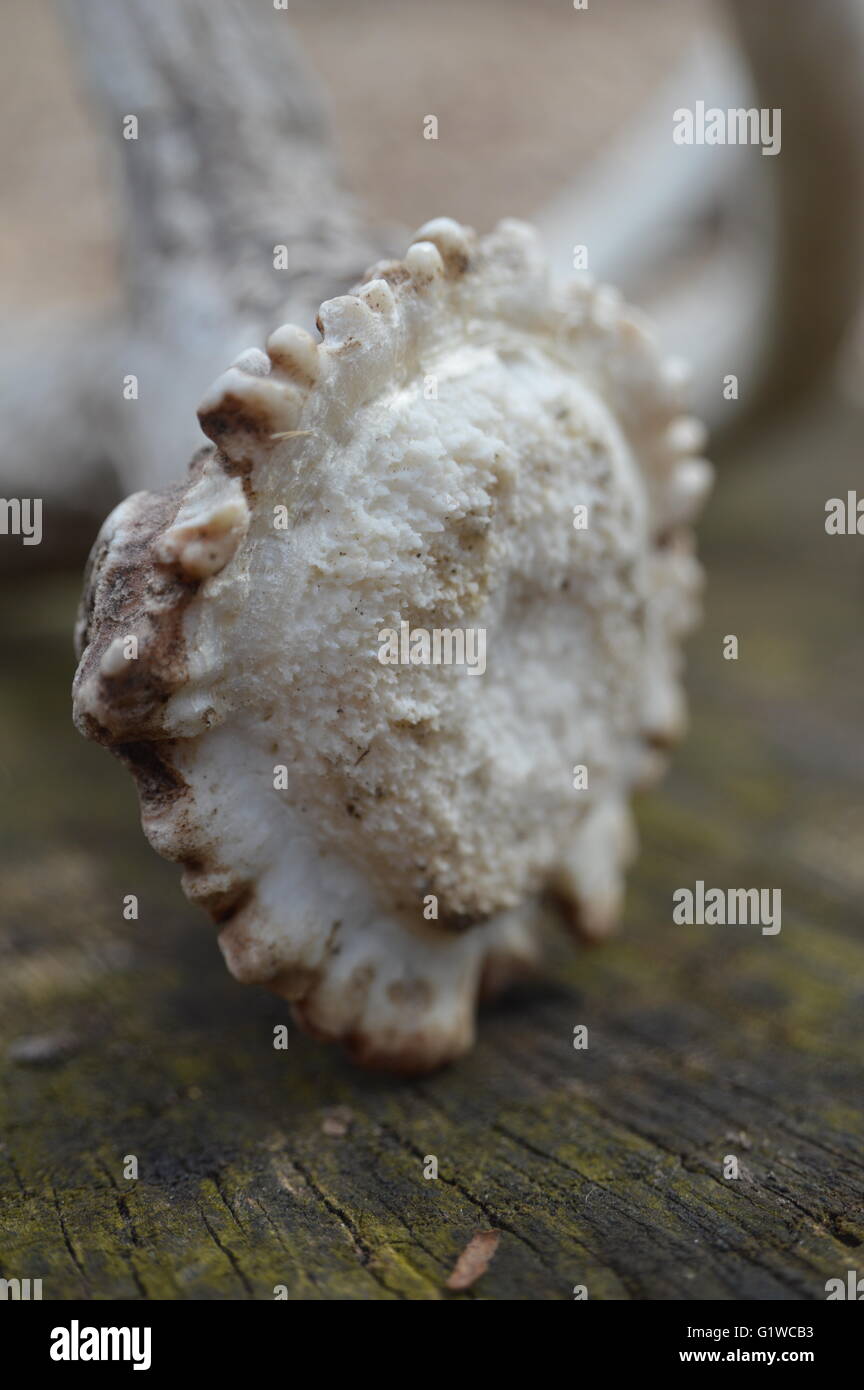 Whitetail Antler Base Stock Photo - Alamy