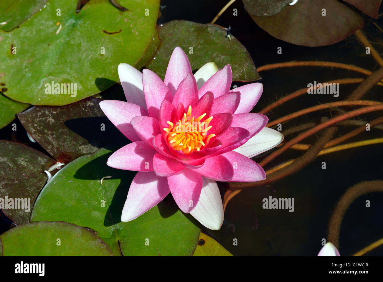Waterlily flower hi-res stock photography and images - Alamy