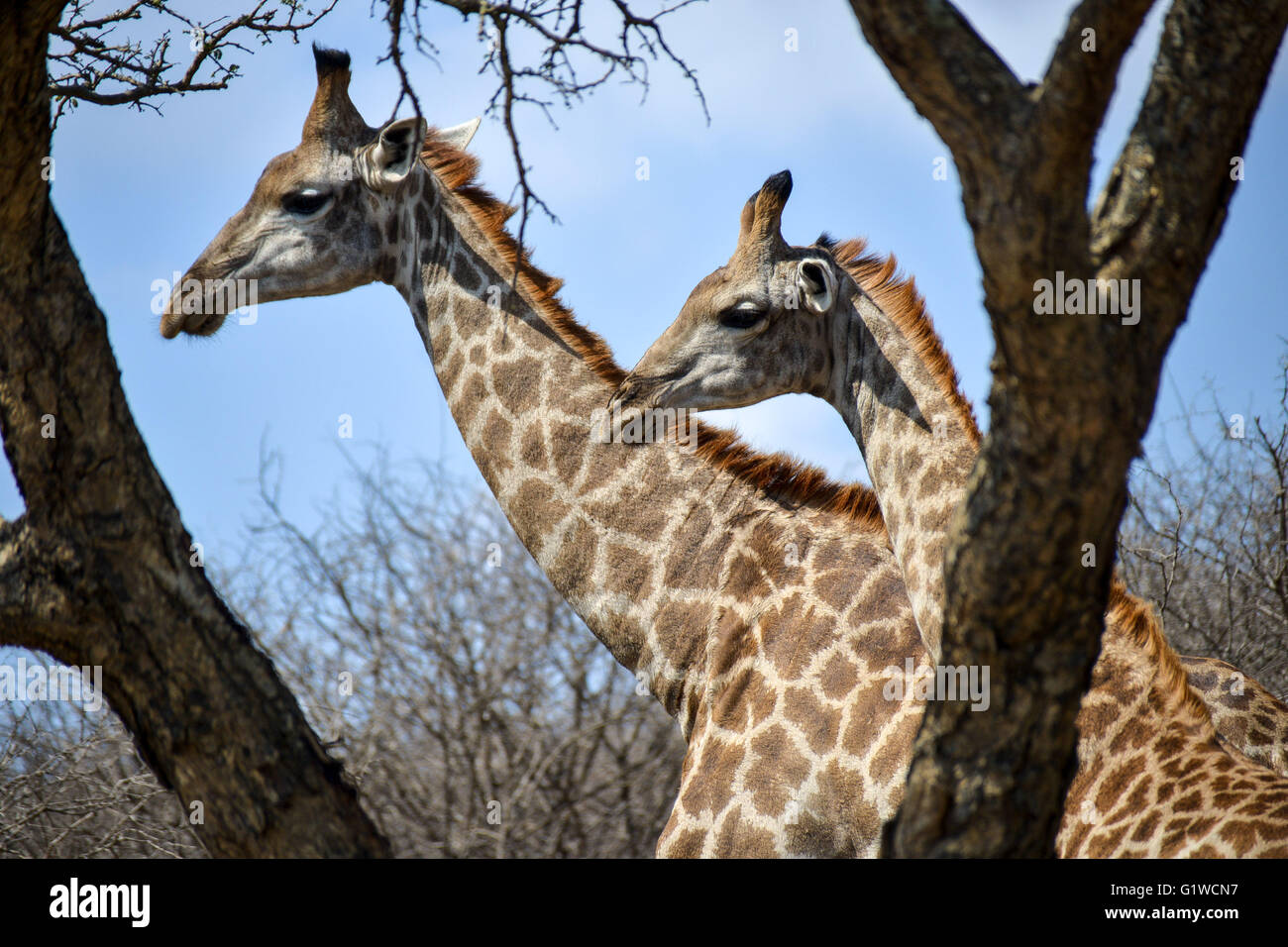 Giraffe of the Plains of Africa Stock Photo - Alamy