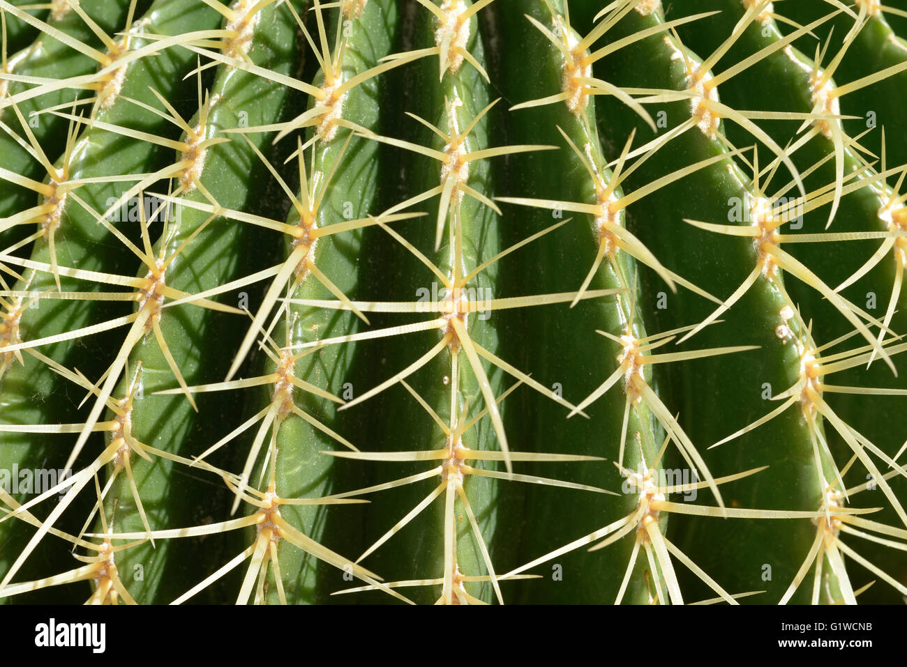 Symmetrical cactus hi-res stock photography and images - Alamy