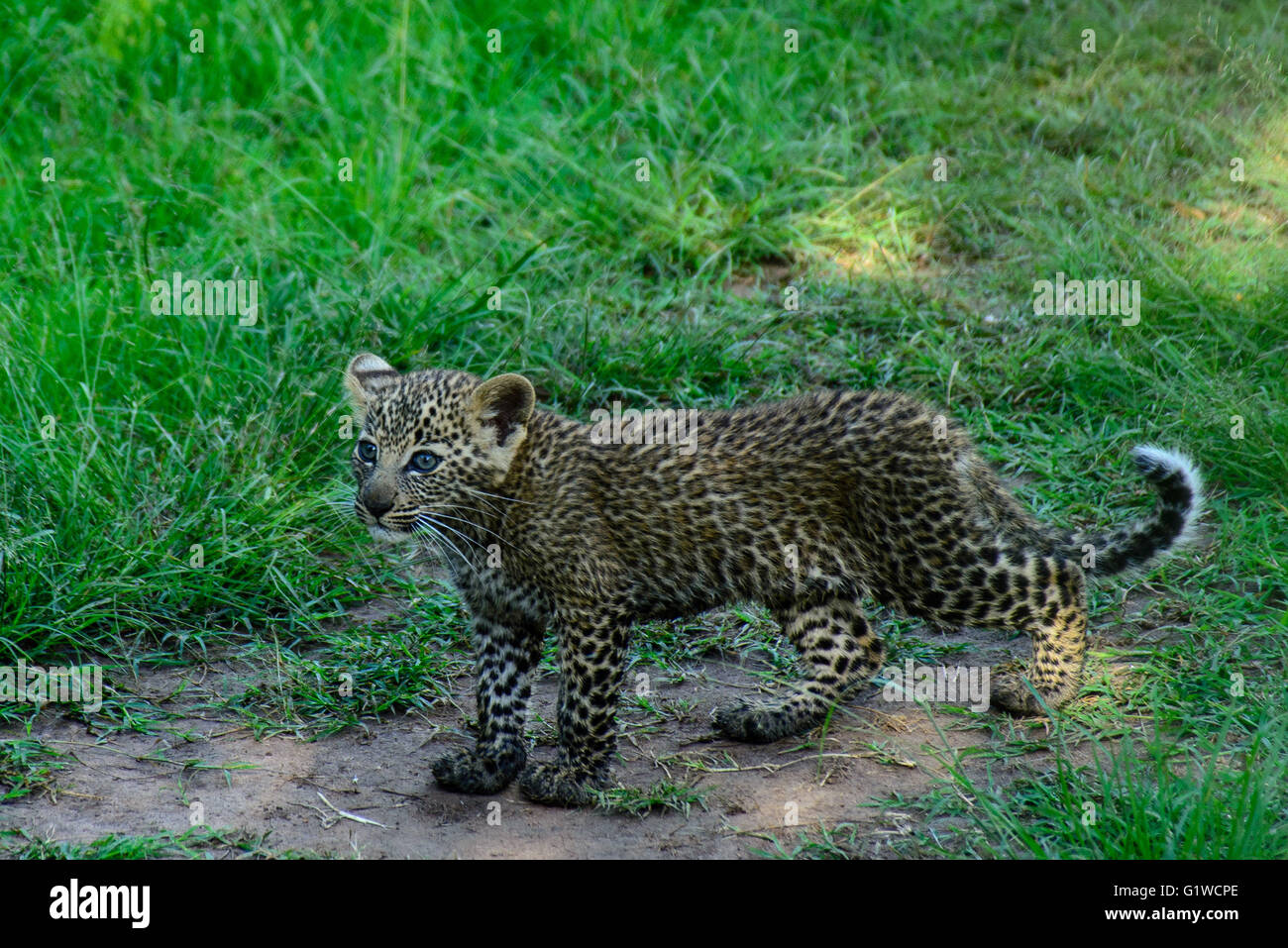 Leopard on the Plains of Africa Stock Photo - Alamy