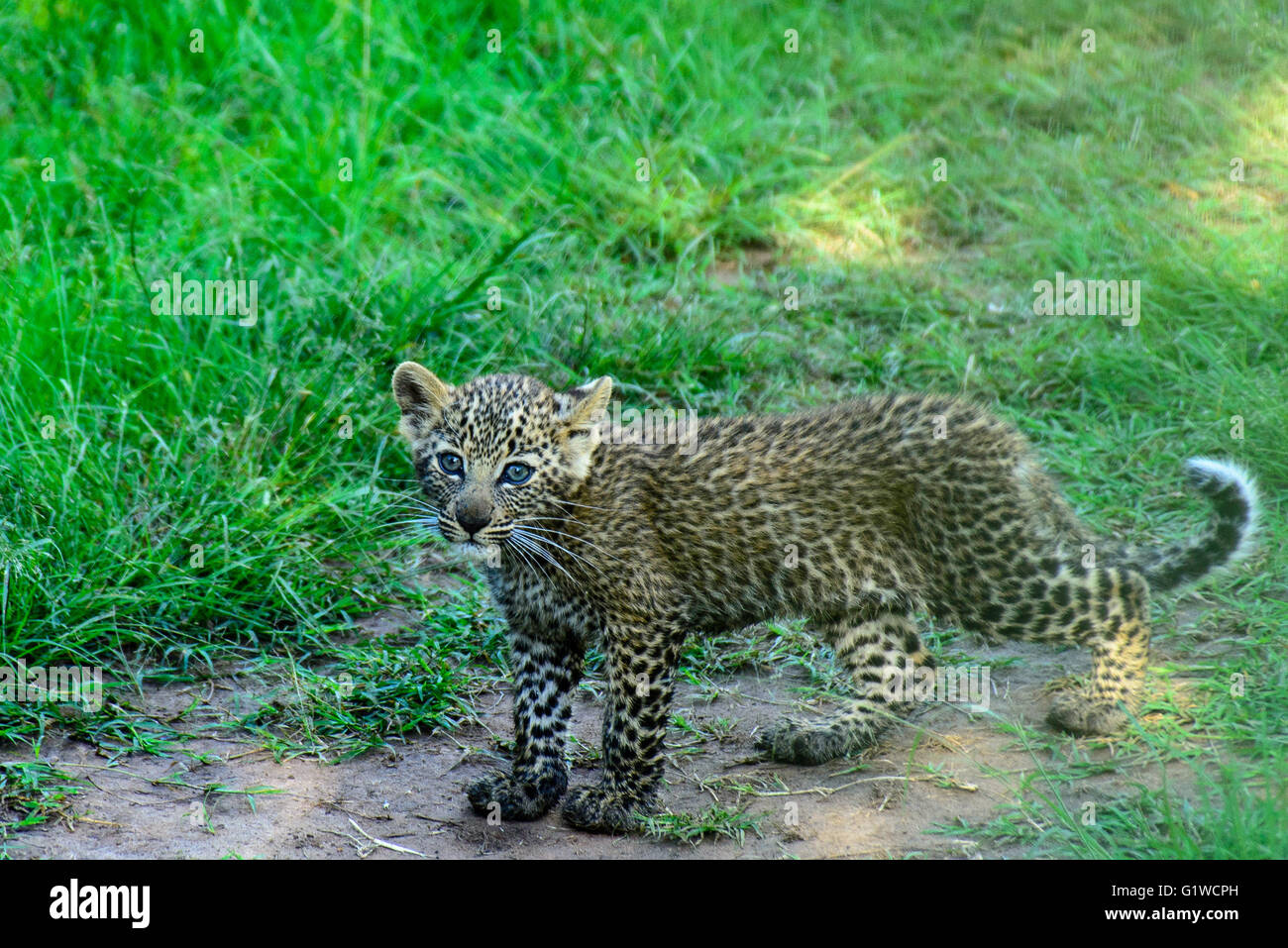 Leopard on the Plains of Africa Stock Photo - Alamy
