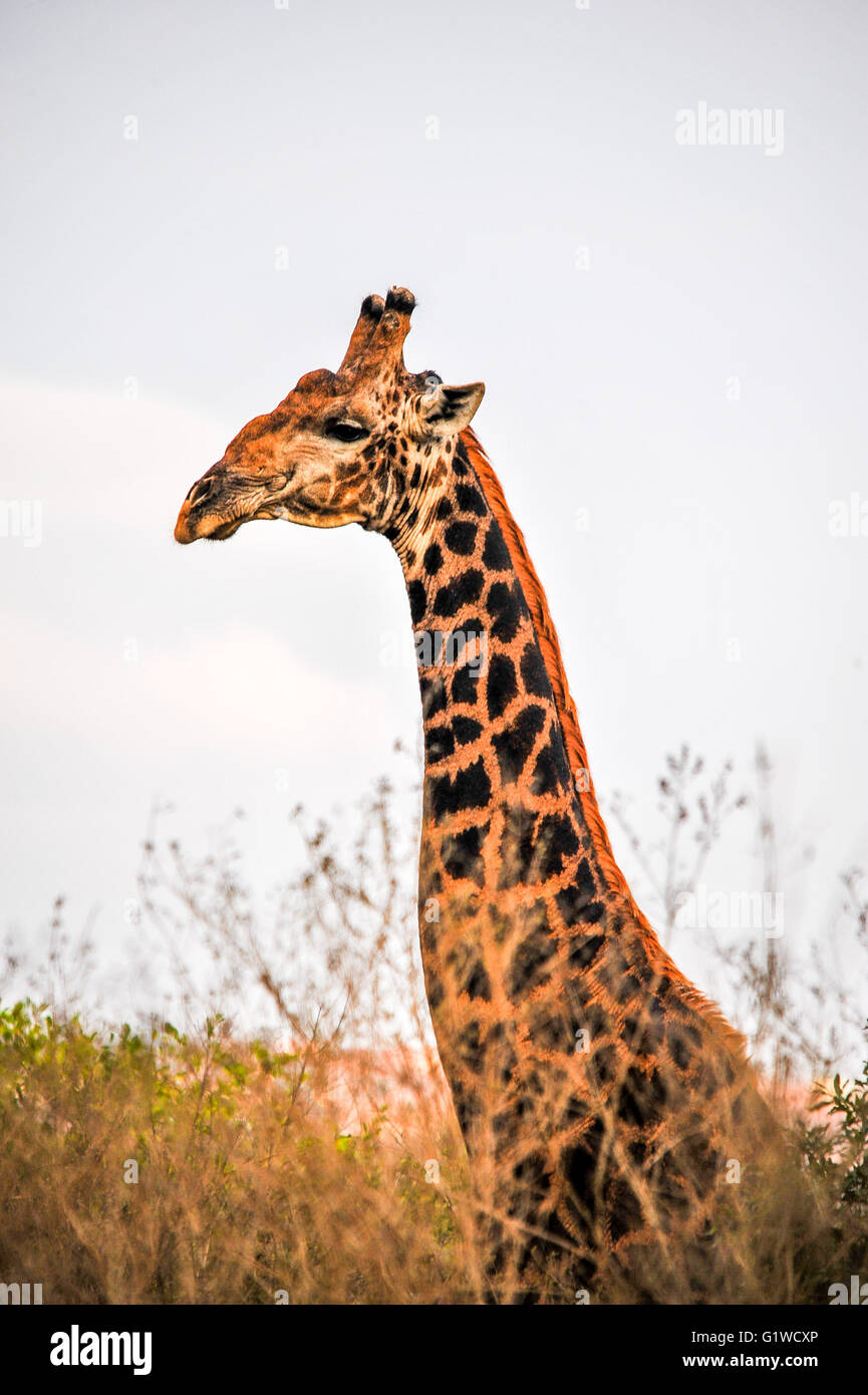Giraffe of the Plains of Africa Stock Photo - Alamy
